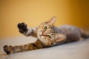 Power Apps Filter Menu: Apply, Clear and Reset - Matthew Devaney