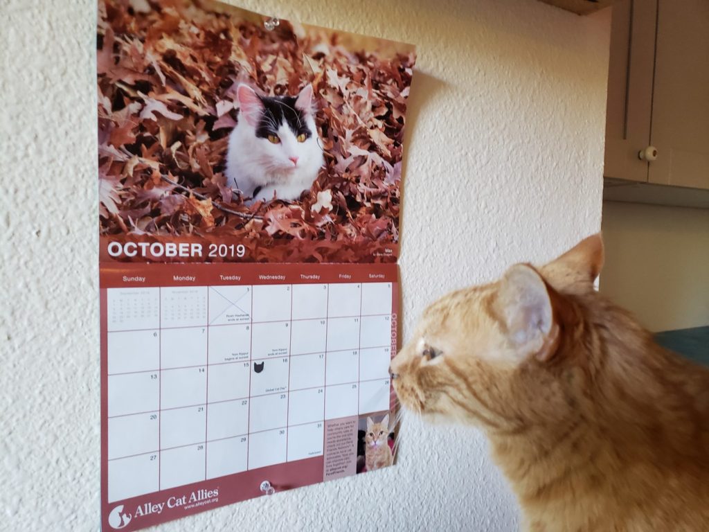 Make A Calendar In Power Apps - Part 1 - Matthew Devaney