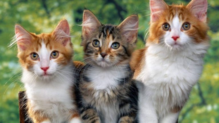 Power Apps Form Modes - NewForm, EditForm and ViewForm