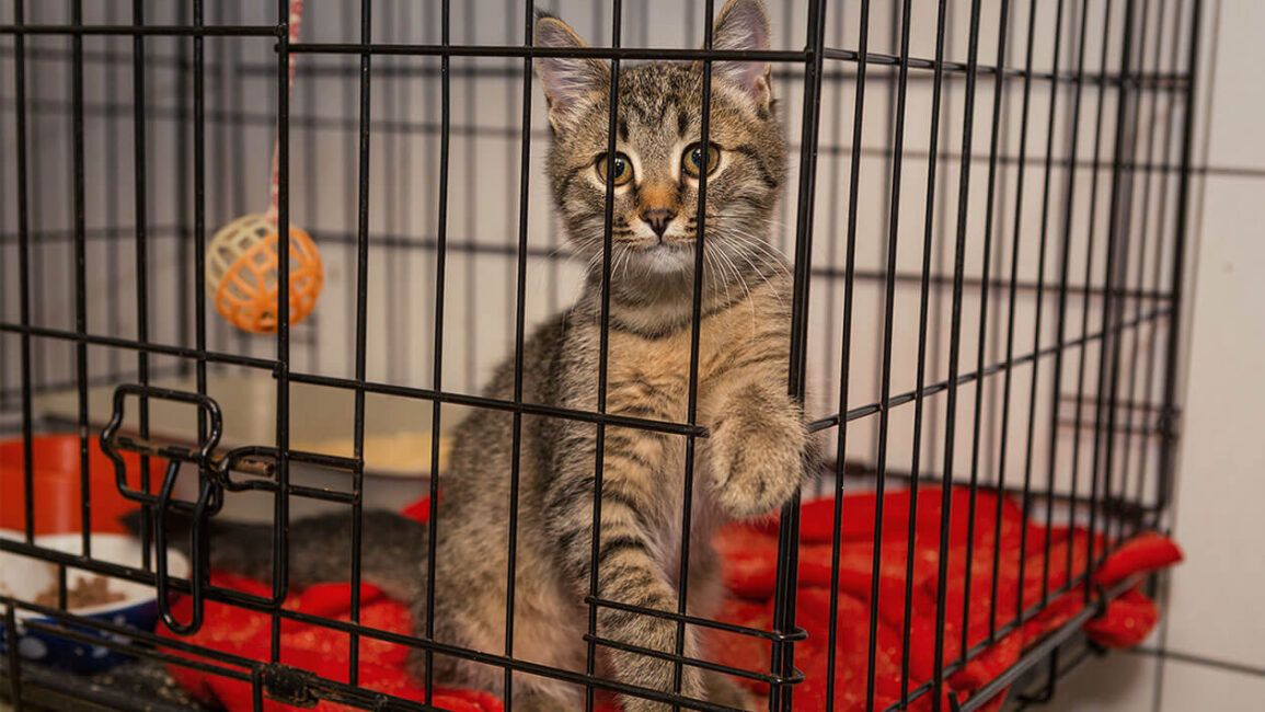 Power Apps Multiple Page Form On A Single Screen