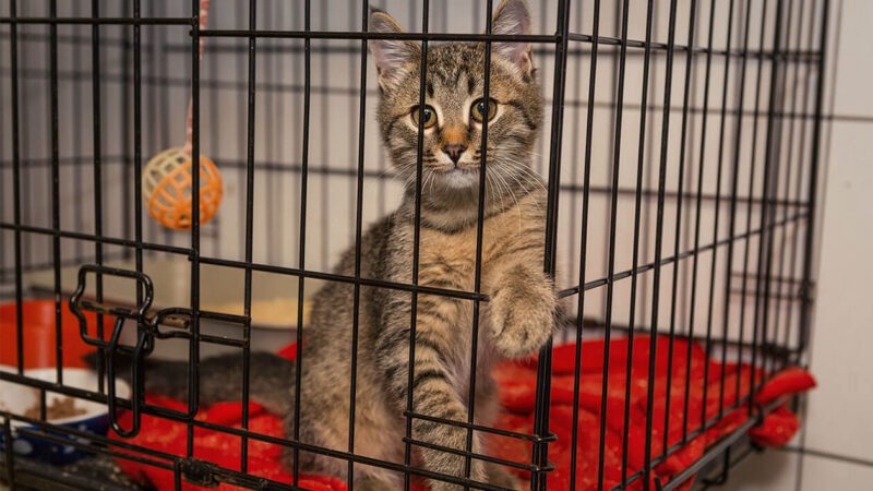 Build A Shopping Cart In Power Apps