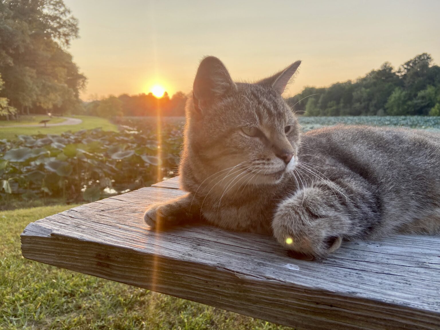 How To Extract Tables From A Pdf In Power Automate