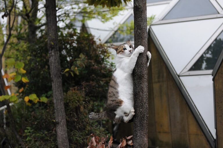 Redeploy A Past Solution Version To A Target Environment - Matthew Devaney