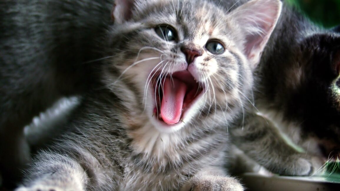 Set Citation to Open Specific PDF Page In Copilot Studio