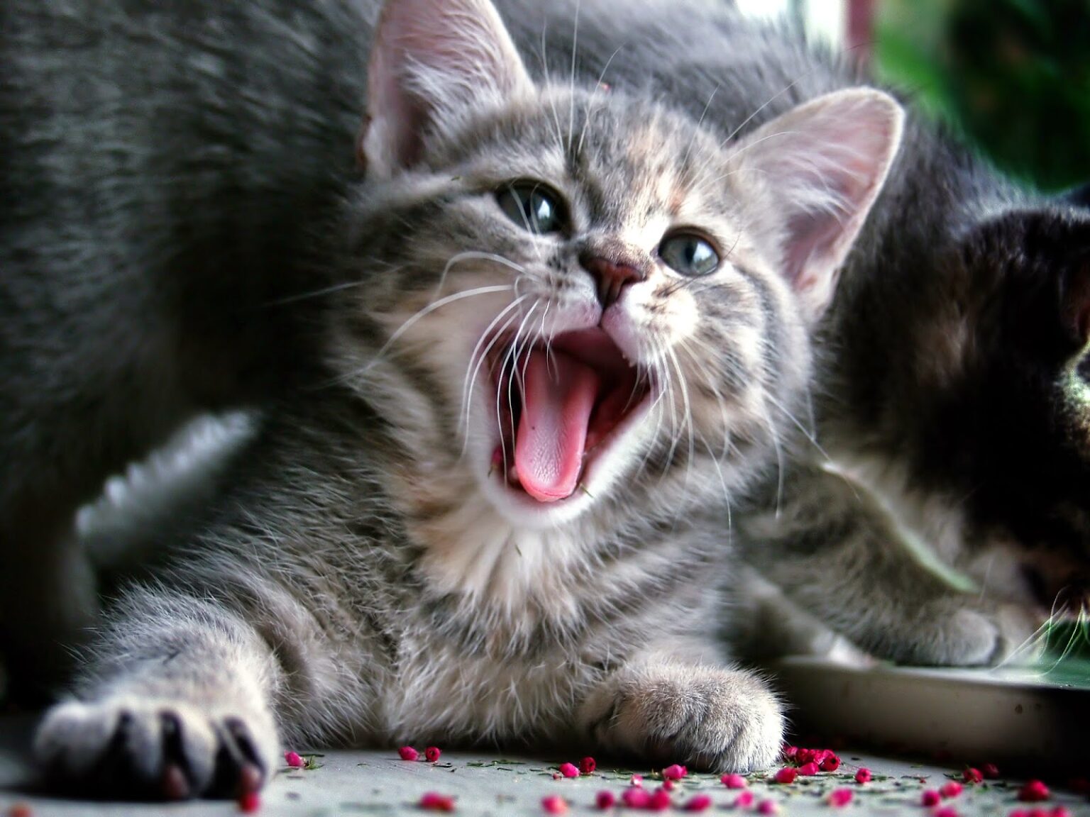 Matthew Devaney - No Ads, No Fluff, Just Power Platform Stuff