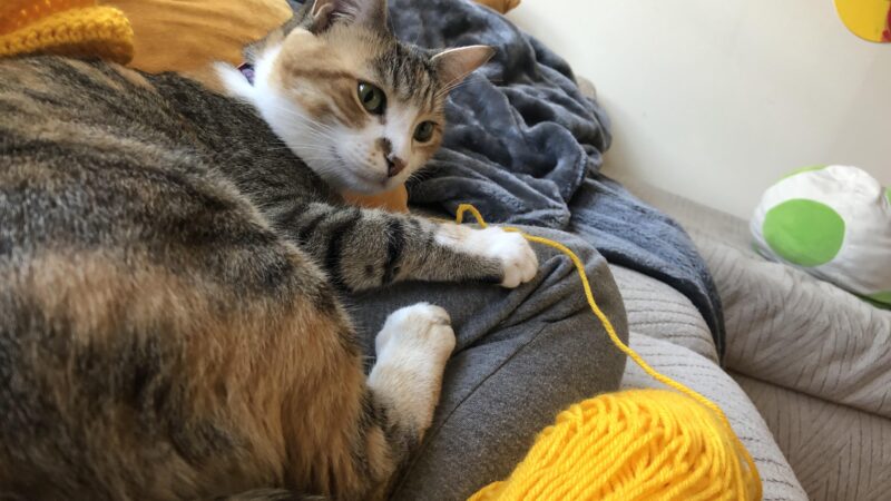 How To Use Multi-Agent Orchestration In Copilot Studio